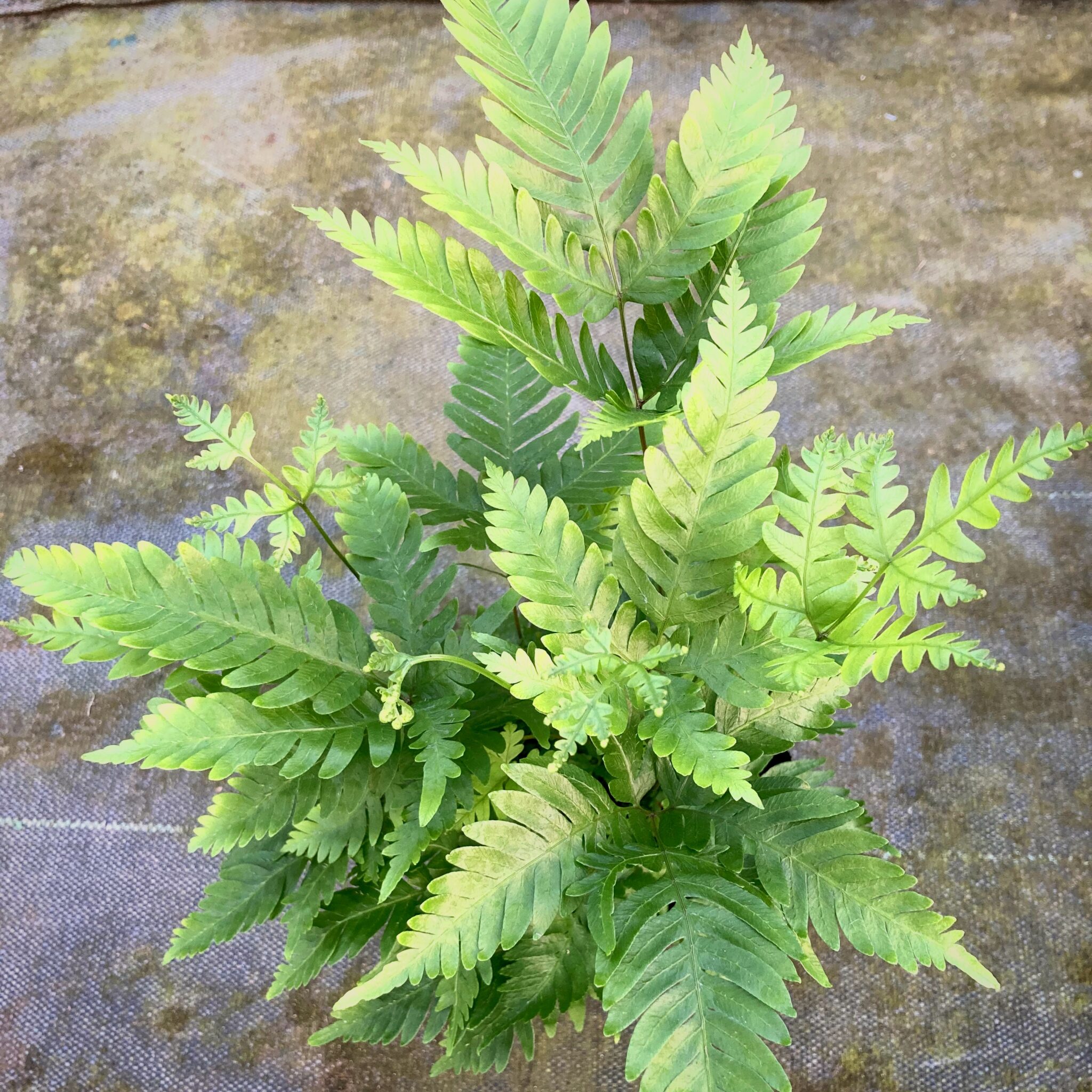 生産品紹介 武農園 2912