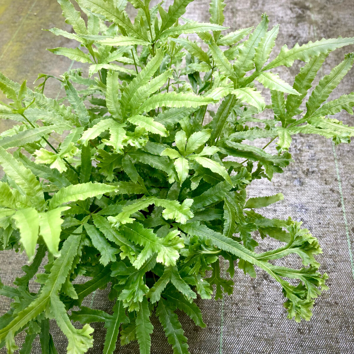 生産品紹介 武農園 2135